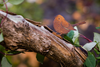 Baby Fat Chickadee– Rusty Birds